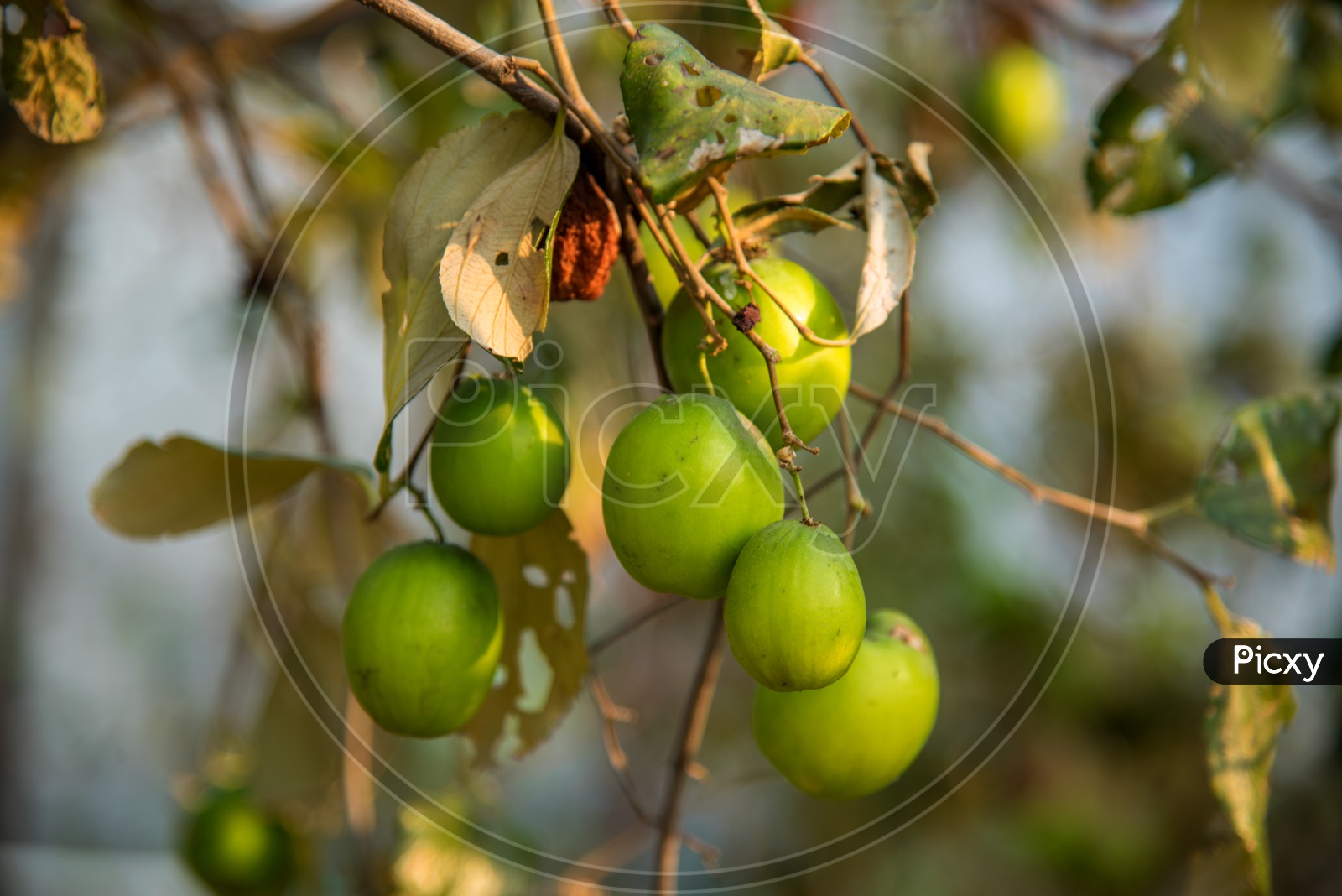 Image of Indian Plum or Jujube or Chinese Date or Ziziphus mauritiana ...