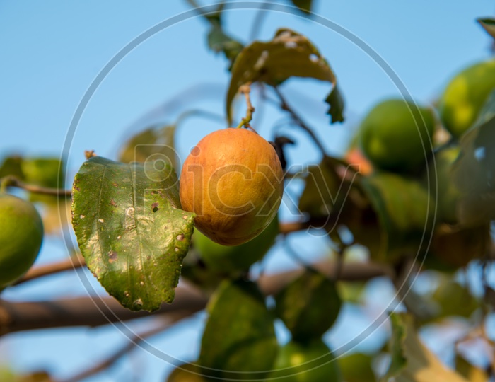 Image of Indian Plum or Jujube or Chinese Date or Ziziphus mauritiana ...