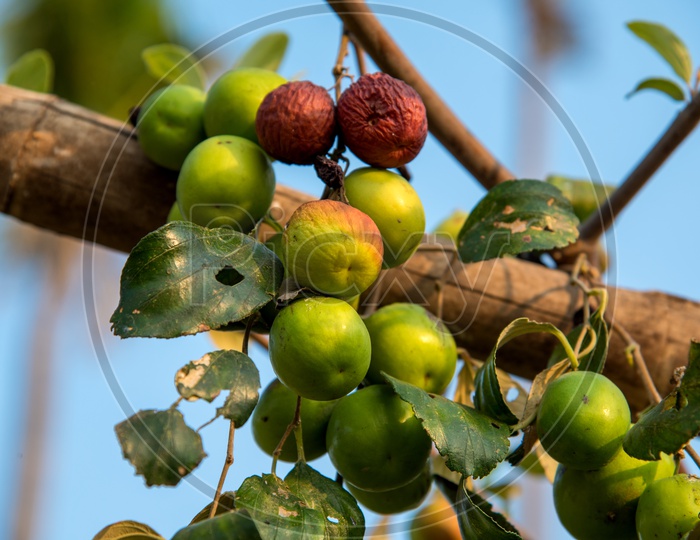 Image of Indian Plum or Jujube or Chinese Date or Ziziphus mauritiana ...