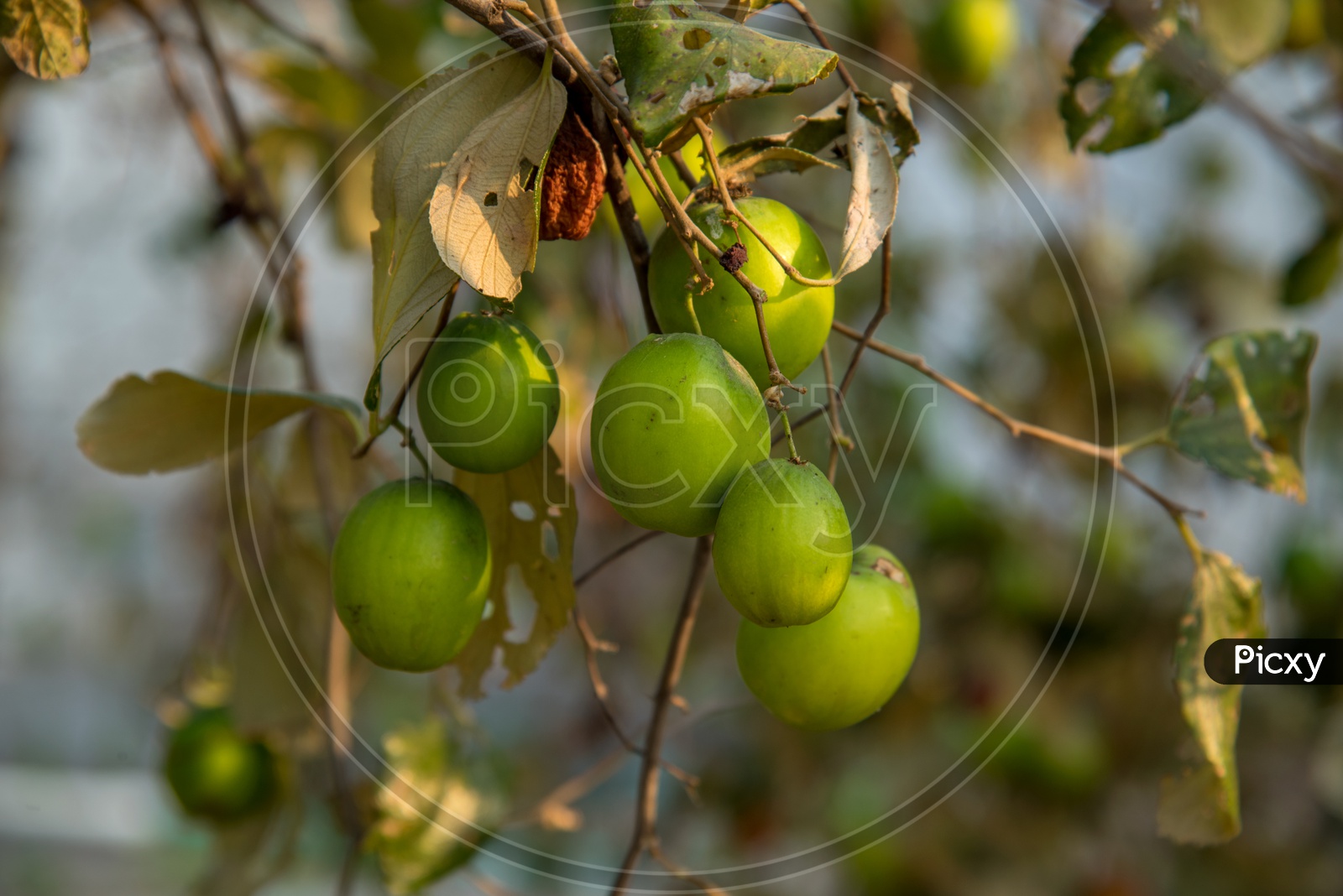 Image of Indian Plum or Jujube or Chinese Date or Ziziphus mauritiana ...