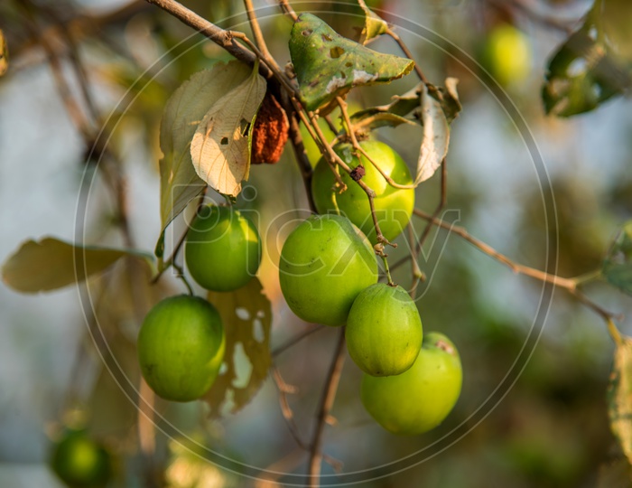 Image of Indian Plum or Jujube or Chinese Date or Ziziphus mauritiana ...