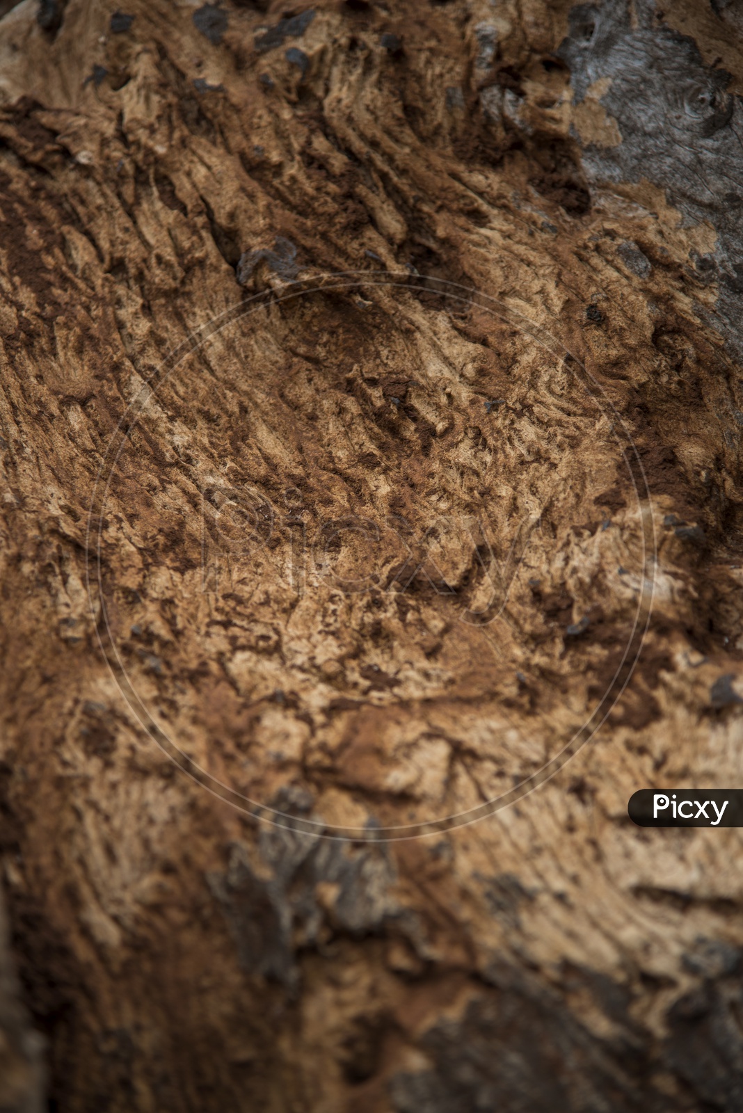 Image of Texture Of Dried Tree Stem With Seamless Patterns Closeup ...