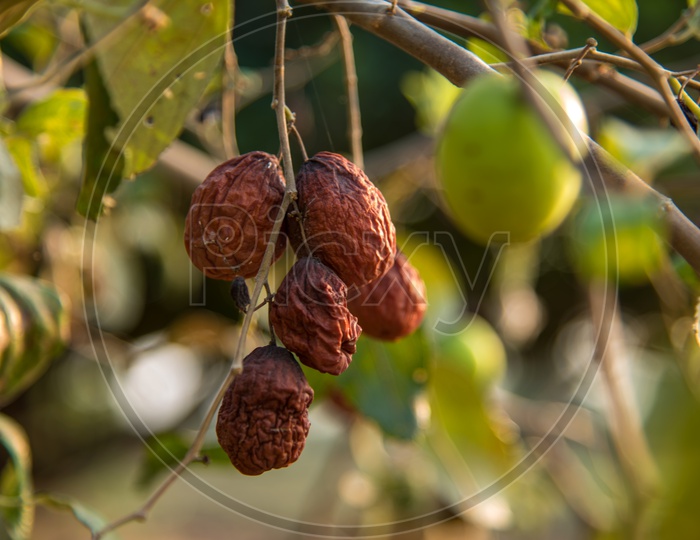 Image of Indian Plum or Jujube or Chinese Date or Ziziphus mauritiana ...