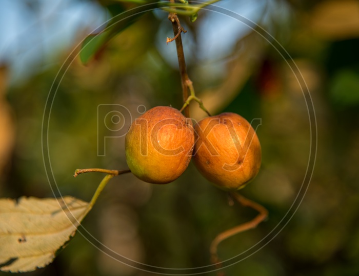 Image of Indian Plum or Jujube or Chinese Date or Ziziphus mauritiana ...