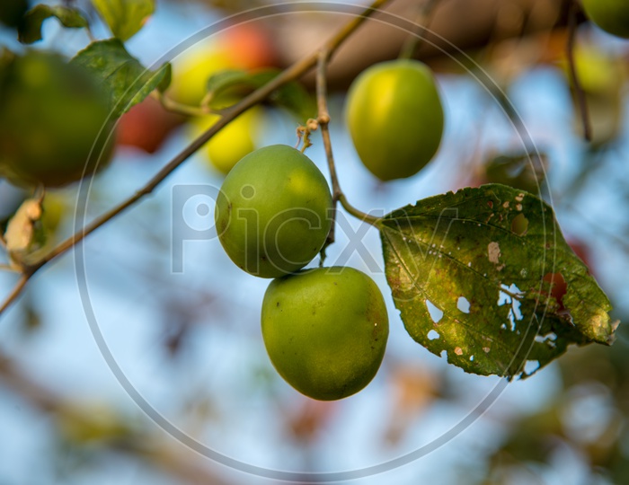Image of Indian Plum or Jujube or Chinese Date or Ziziphus mauritiana ...