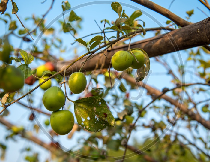 Image of Indian Plum or Jujube or Chinese Date or Ziziphus mauritiana ...