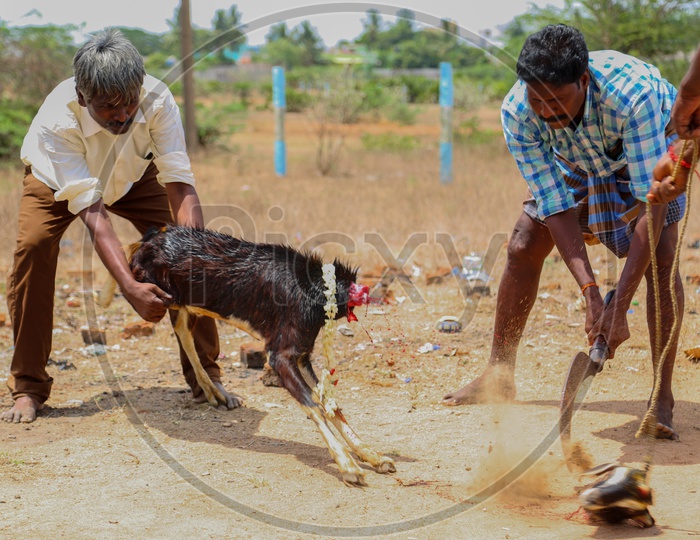 Image of THE GOAT SACRIFICE-SO866256-Picxy