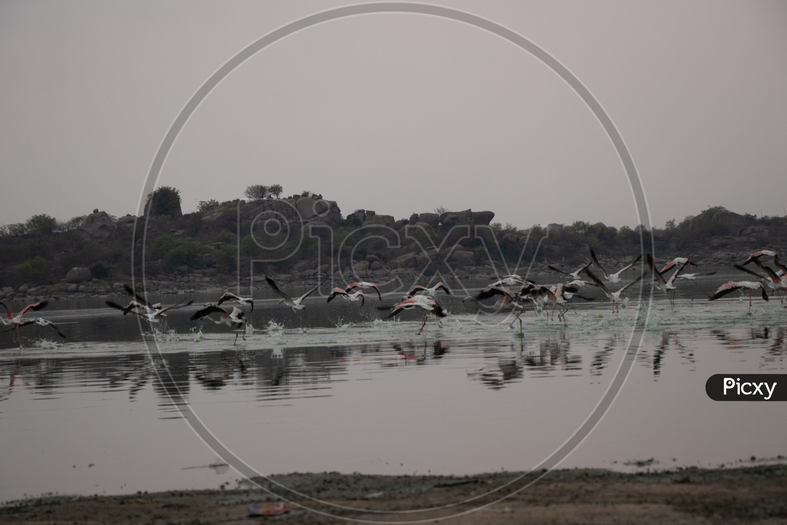 Image of A Colony Of Flamingo Birds Flying Over a Lake Surface-UU799898 ...