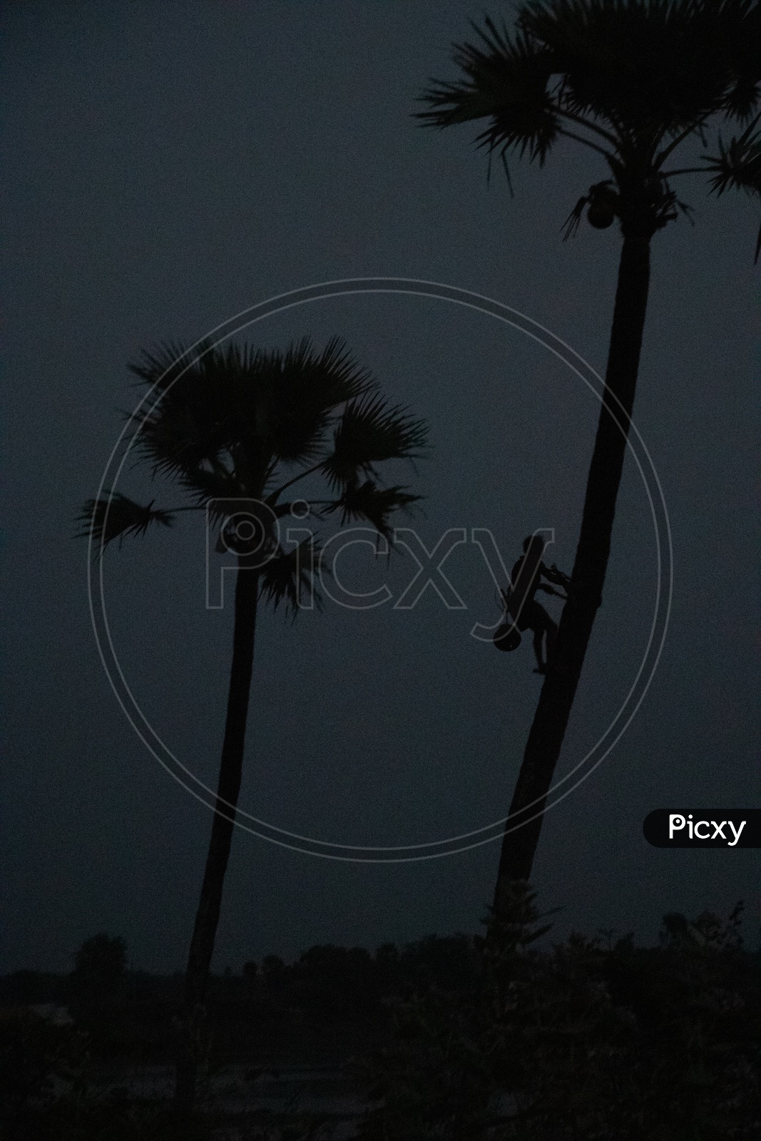 Image of Silhouette Of a Toddy Tapper Climbing Palmyra Tree-GD156451-Picxy