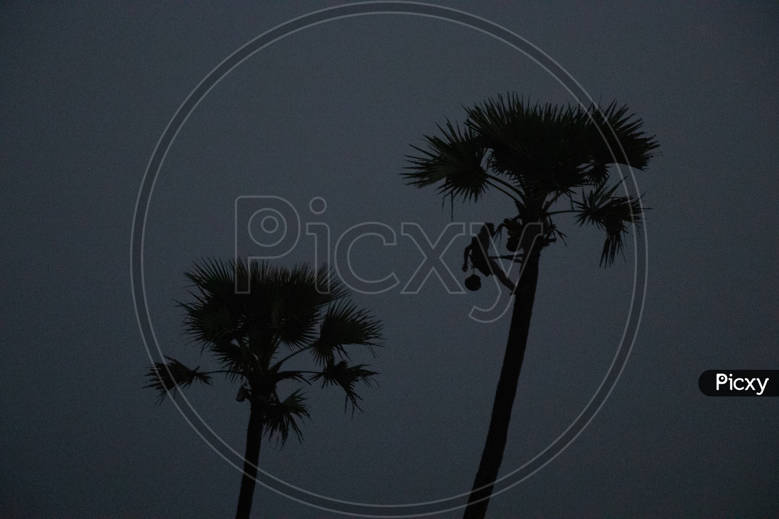Image of Silhouette Of a Toddy Tapper Climbing Palmyra Tree-HQ633711-Picxy