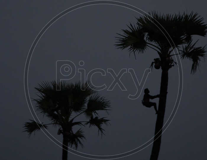 Image of Silhouette Of a Toddy Tapper Climbing Palmyra Tree-GD156451-Picxy