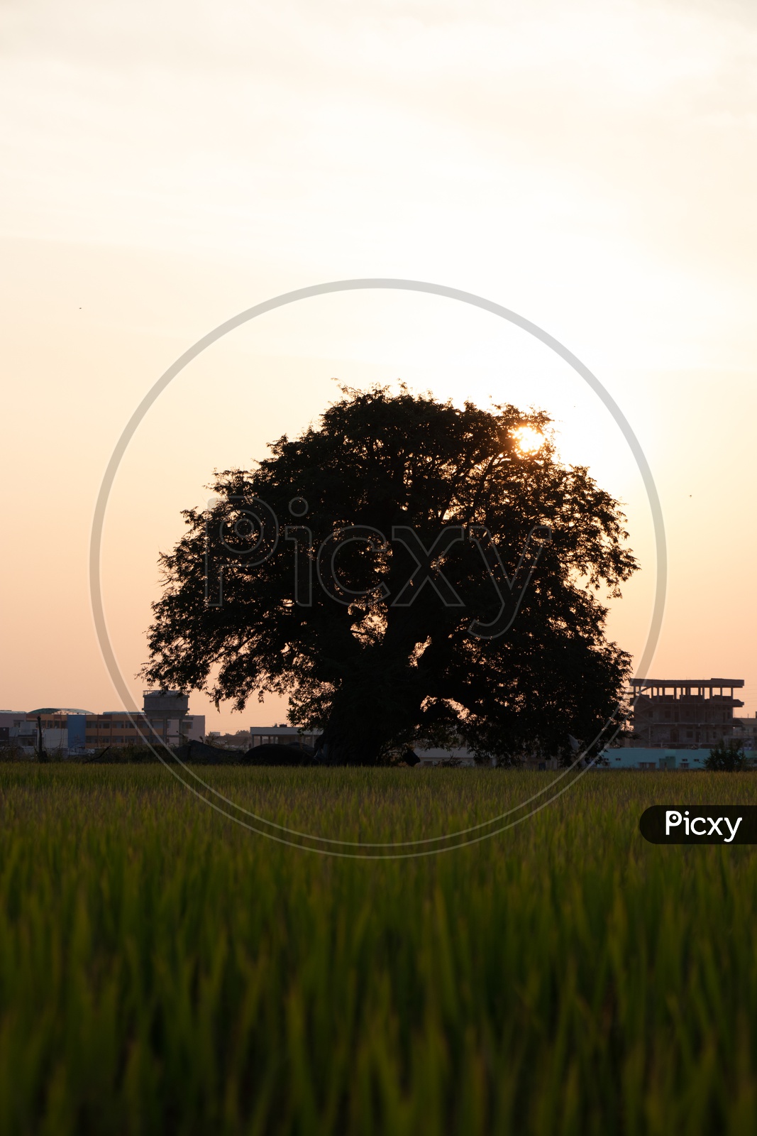 Image of Silhouette Of a Big Tree At A Paddy Field With Sunset Sky In ...