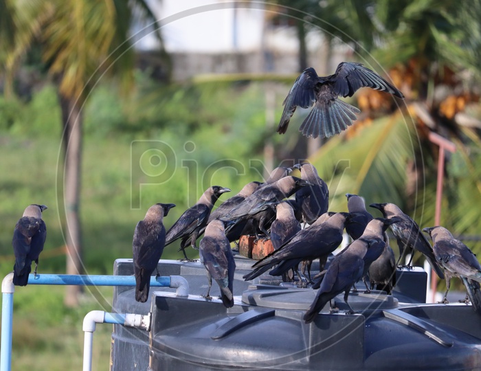 Image of Group of black crows in the nature ,Group of black crows in ...