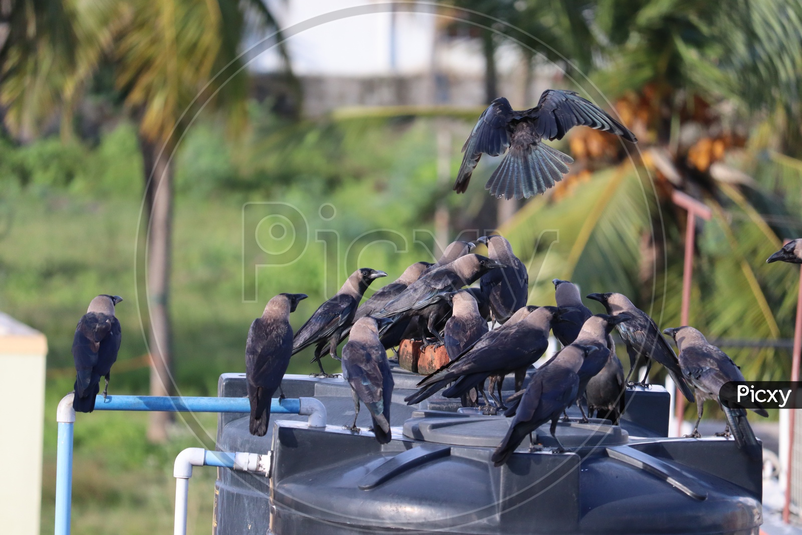 Image of Group of black crows in the nature ,Group of black crows in ...