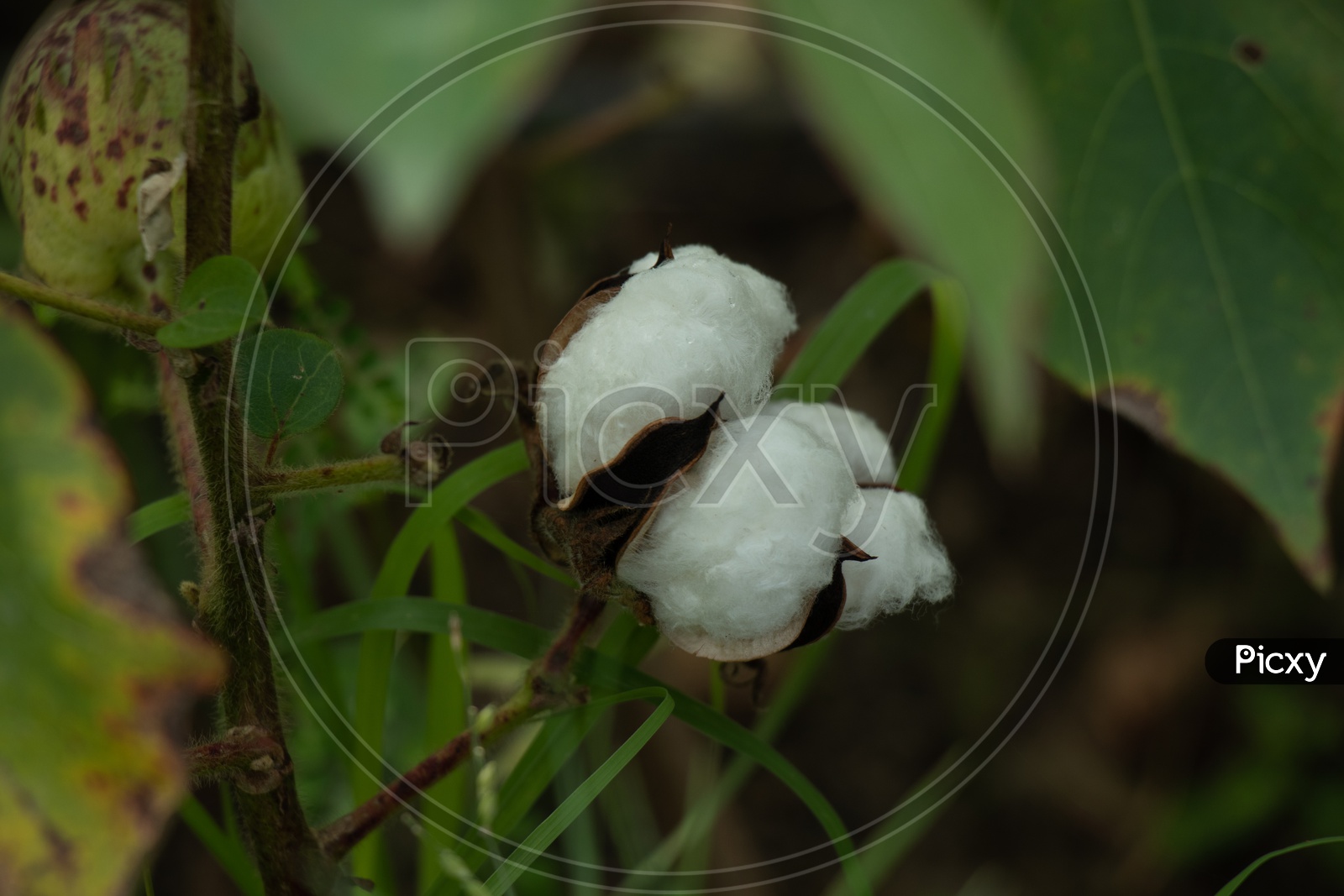 Image of Young Cotton Bud Or Balls Growing on Plants At an Agricultural ...