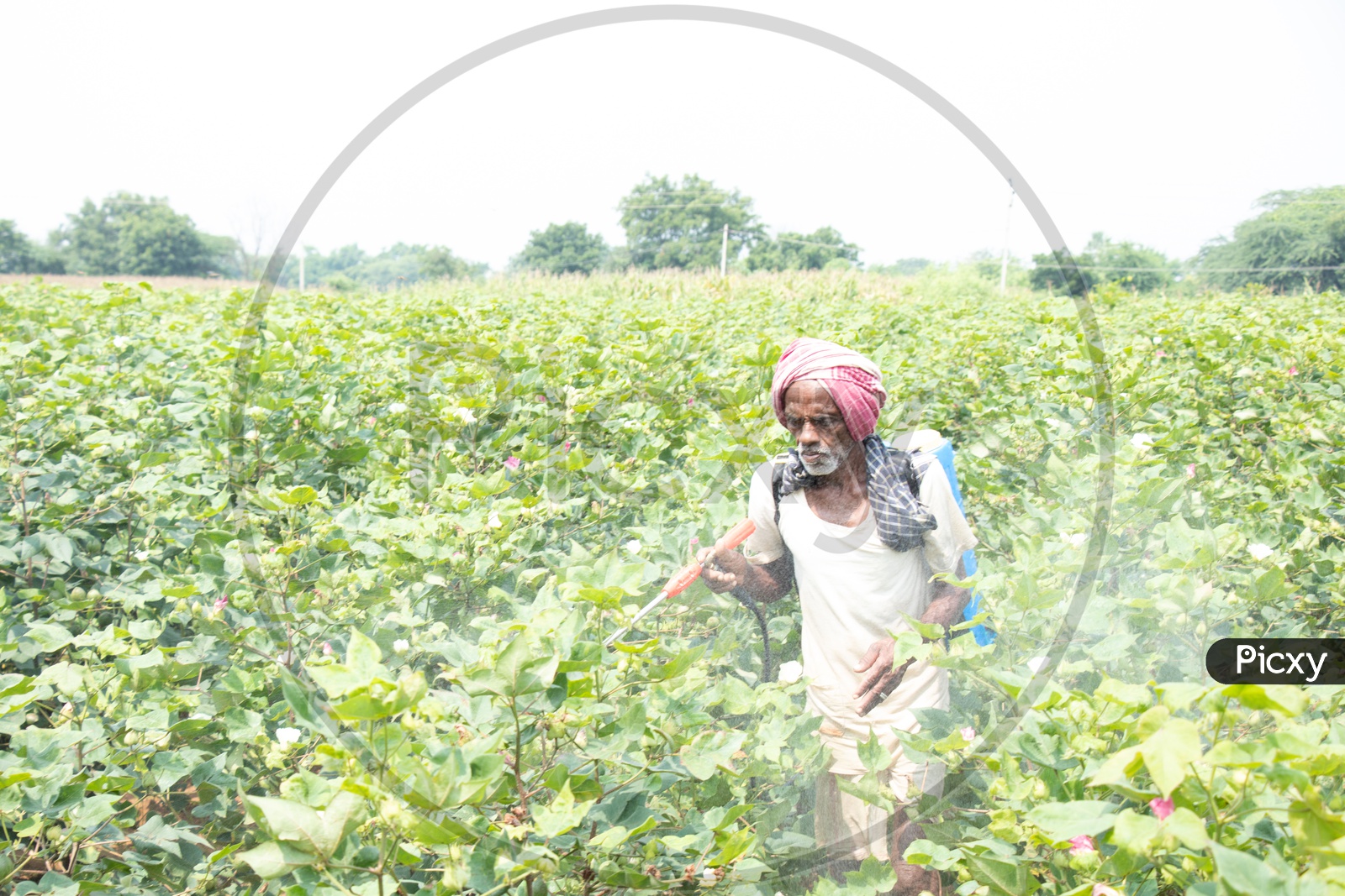 Image of Indian Farmer Or Old Man Spraying Pesticides In an Cotton ...