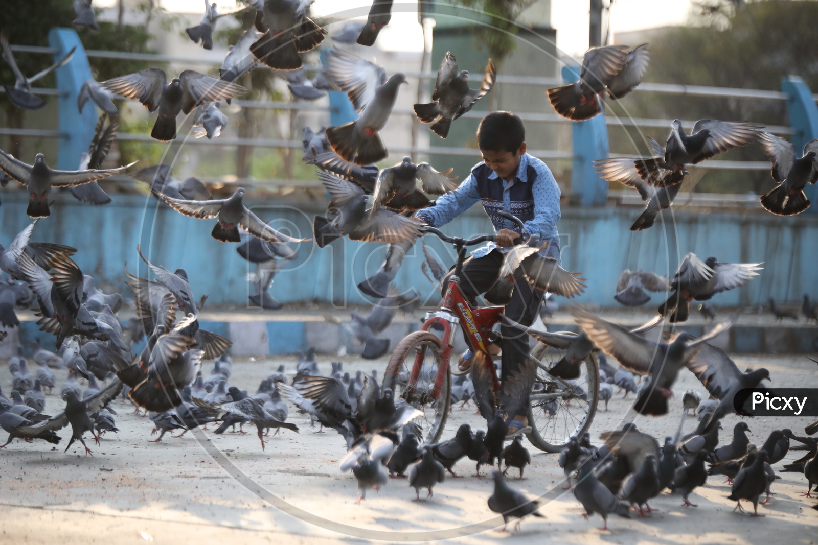 Image of Happy Boy Riding Bicycle At Pigeons Spot-NH873910-Picxy