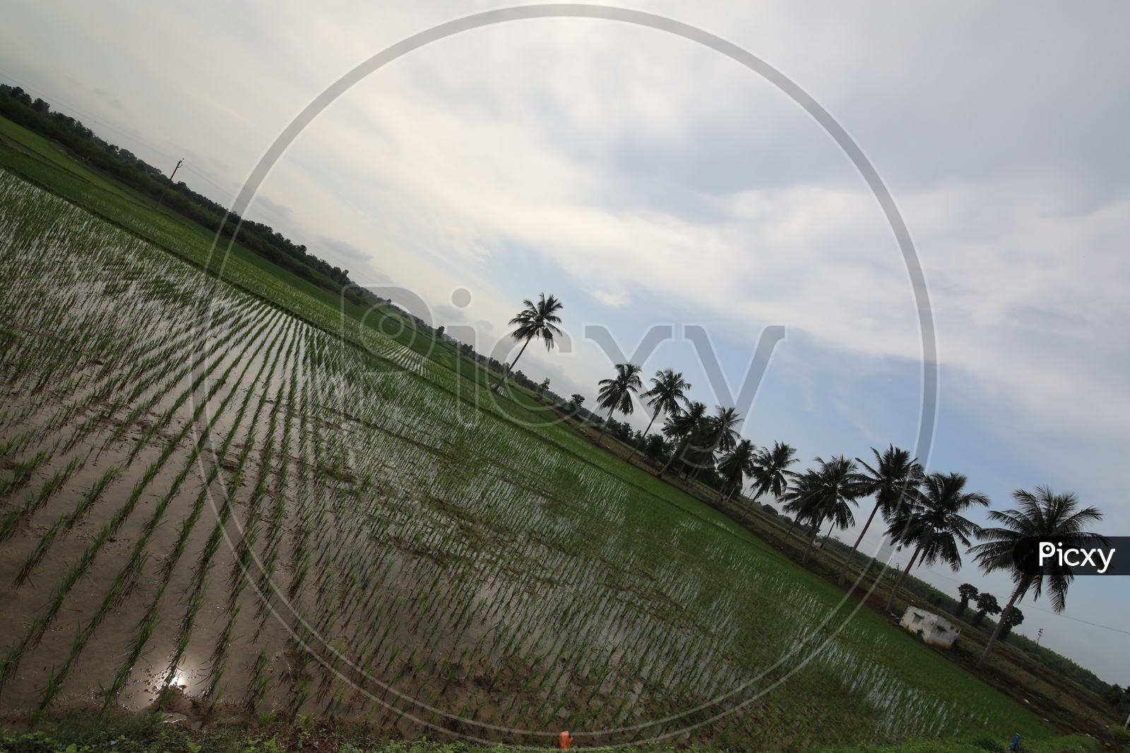 Image of A View Of Palmyra Trees in Green Agricultural Paddy Fields ...