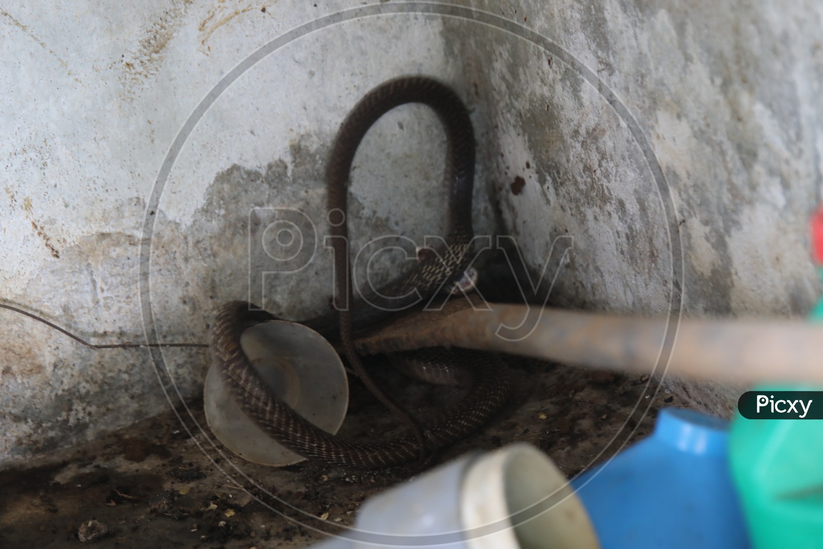 Image of Cobra Snake Being Hitting By a Wooden Stick-BM964574-Picxy