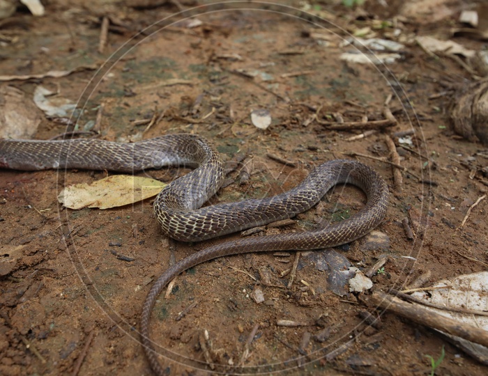 Image of Cobra Snake Skin Texture And With Patterns-MO025202-Picxy