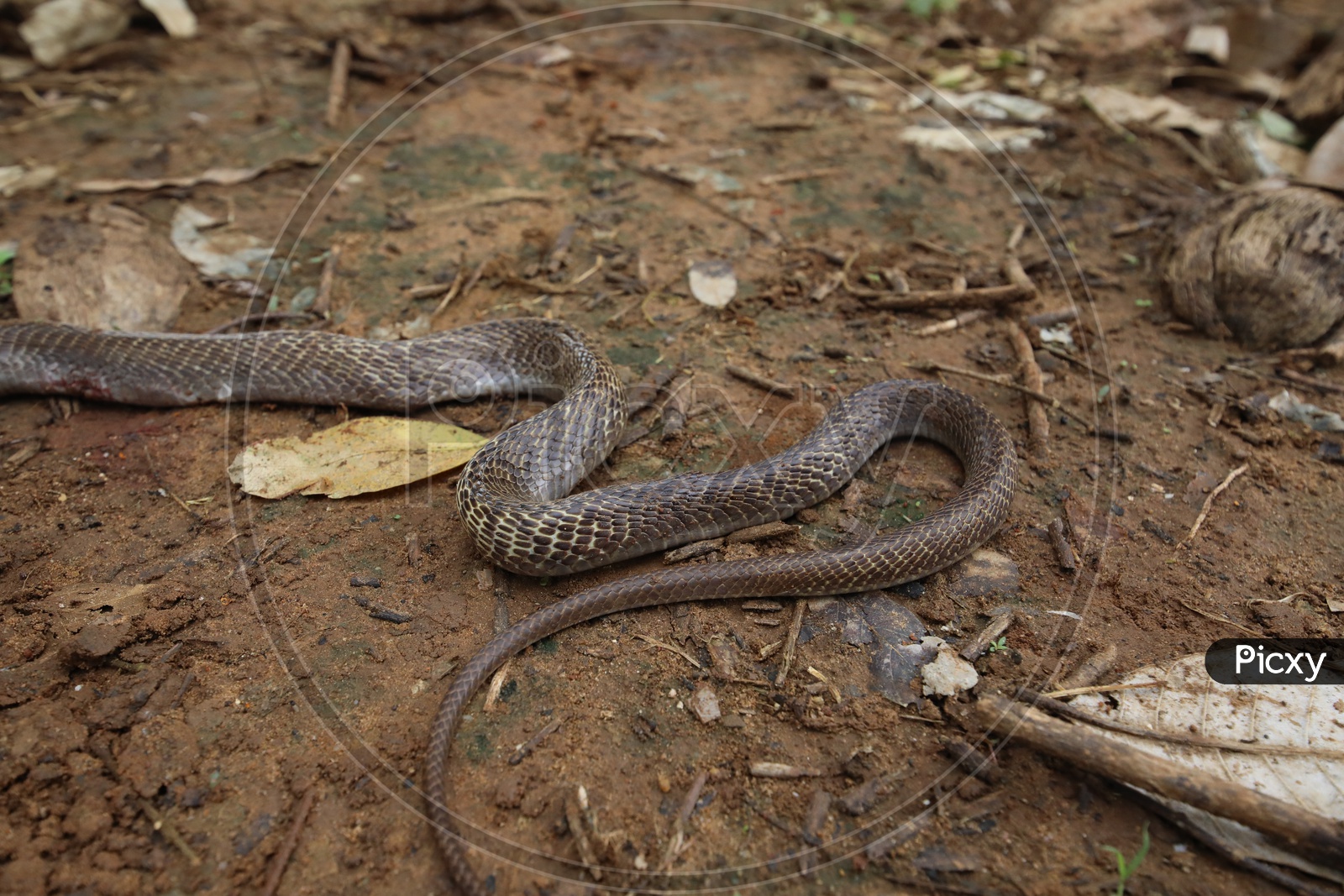Image of Cobra Snake Tail Or Skin Texture With Patterns-LW934671-Picxy