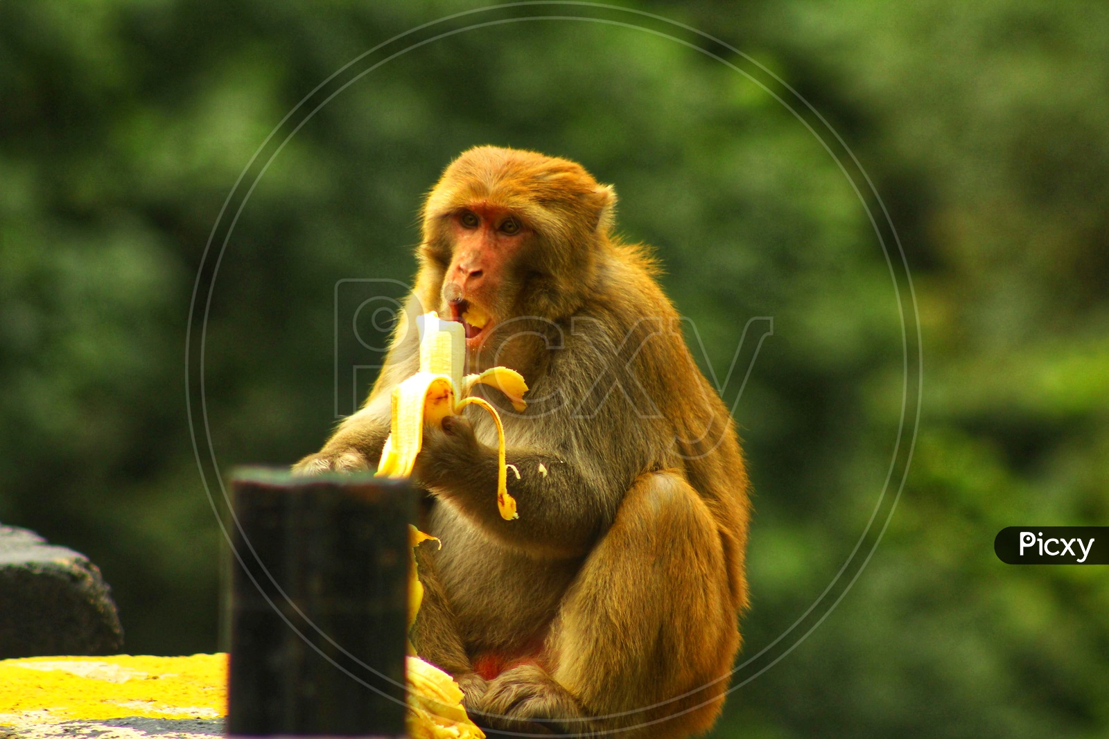 Image of Hungry monkey-QG635577-Picxy