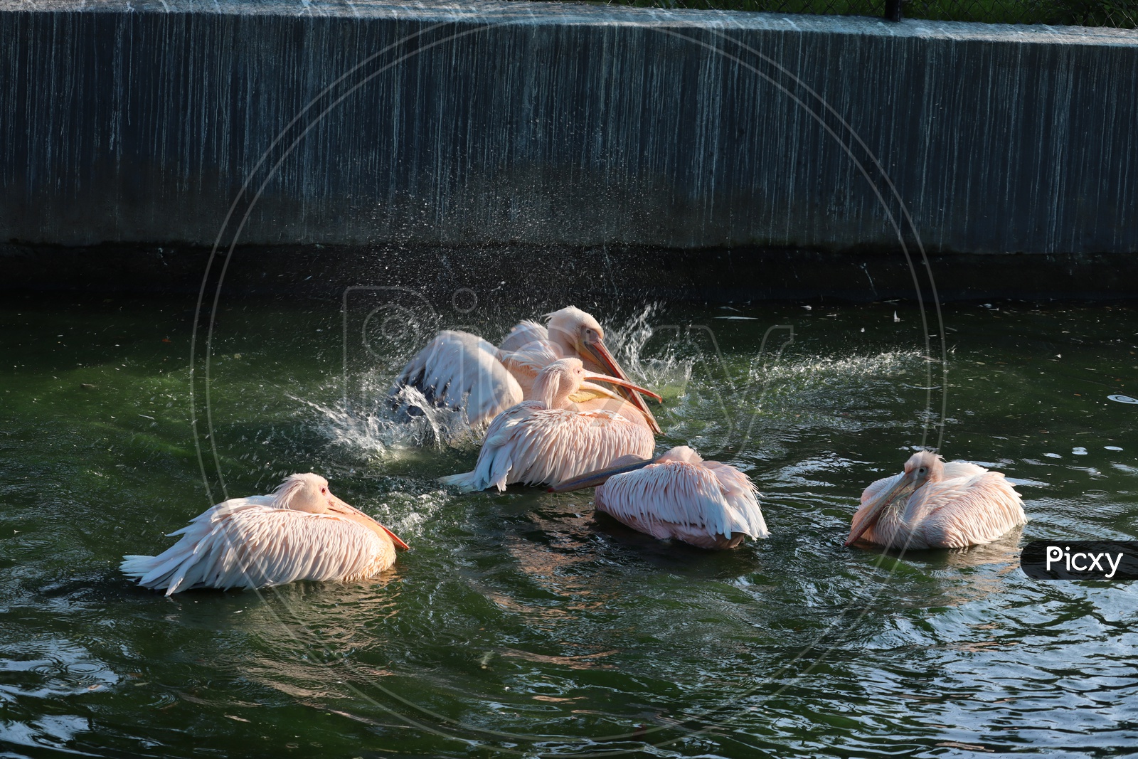 Image of Great white or eastern white pelican, rosy pelican or white ...