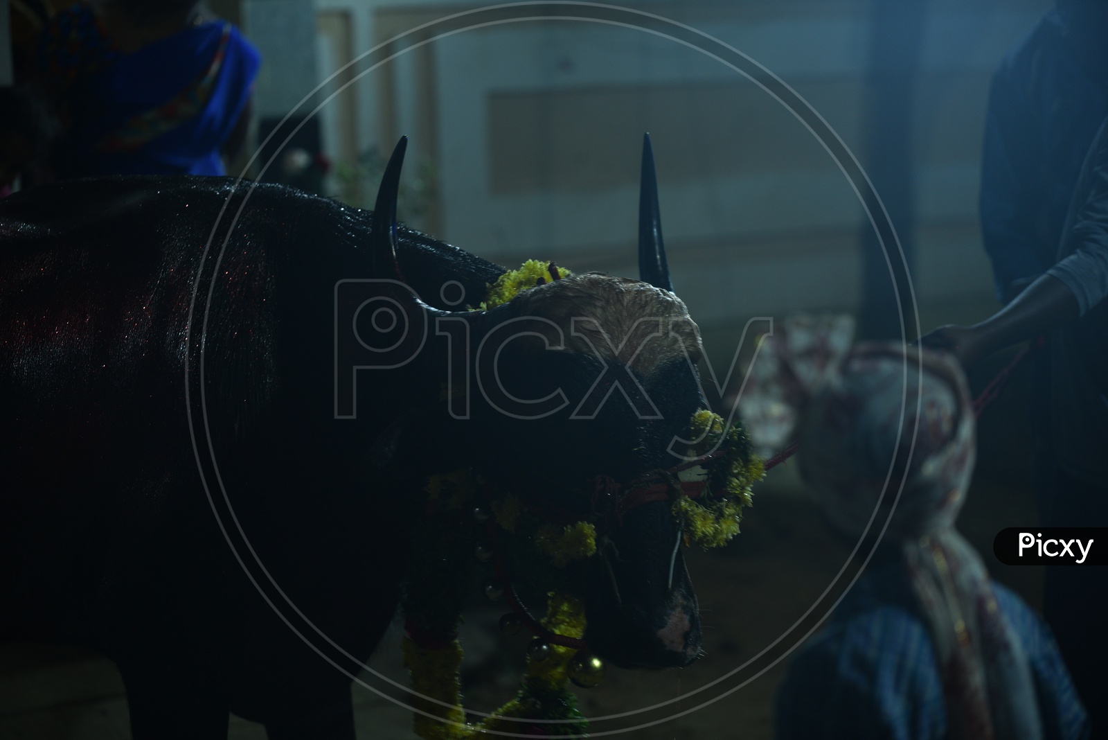 Image of Sadar Festival Celebrations With Decorated Buffalo in ...