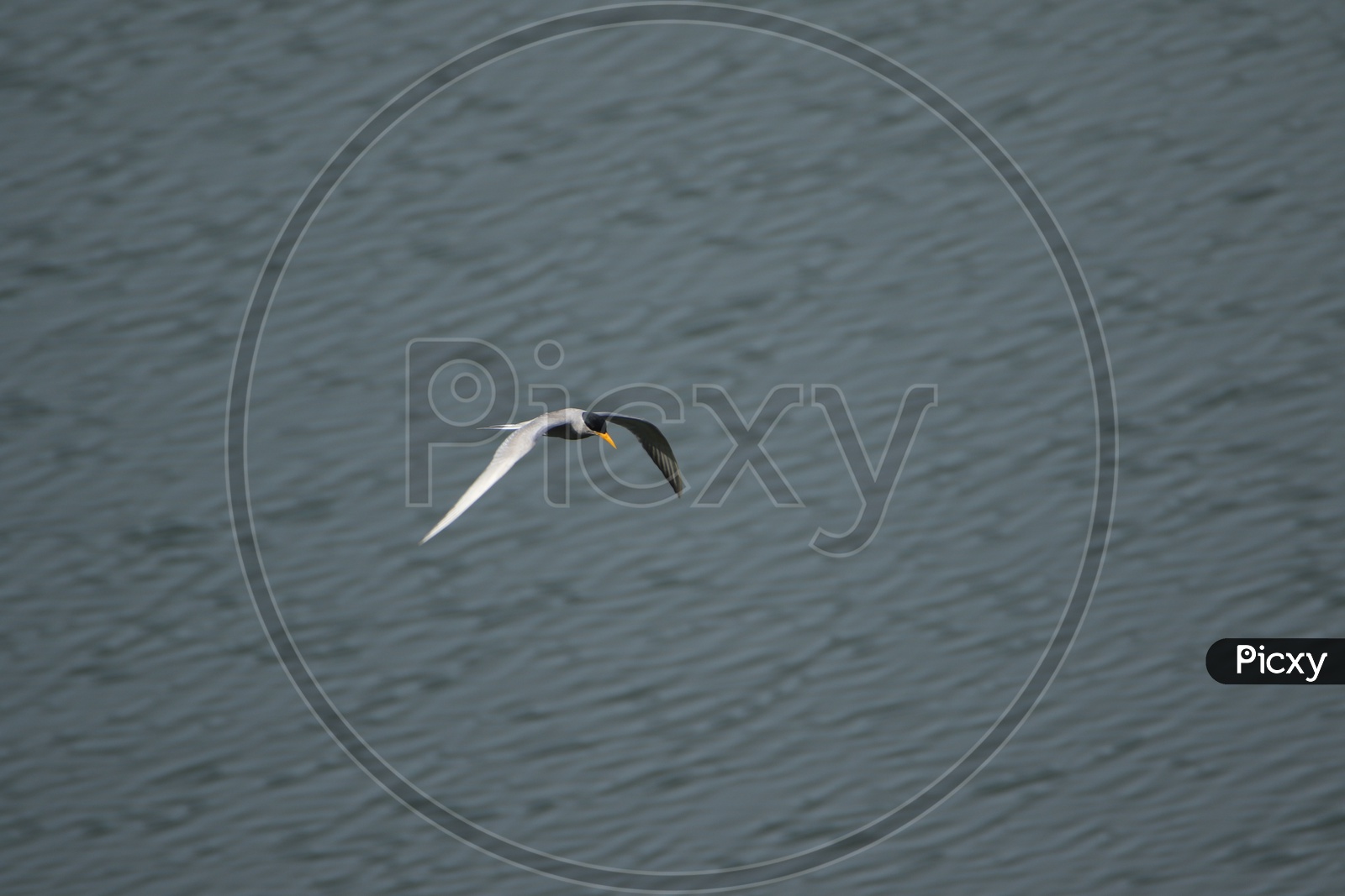 Image of River tern bird in flight at Parambikulam Tiger reserve ...