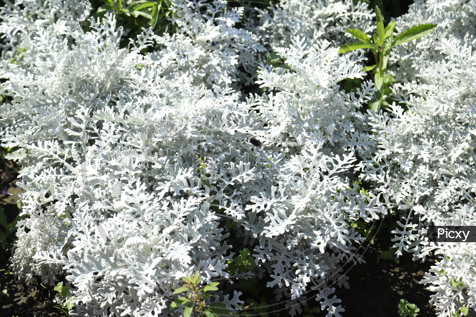 Image of White leafs of a Plant-KX419512-Picxy