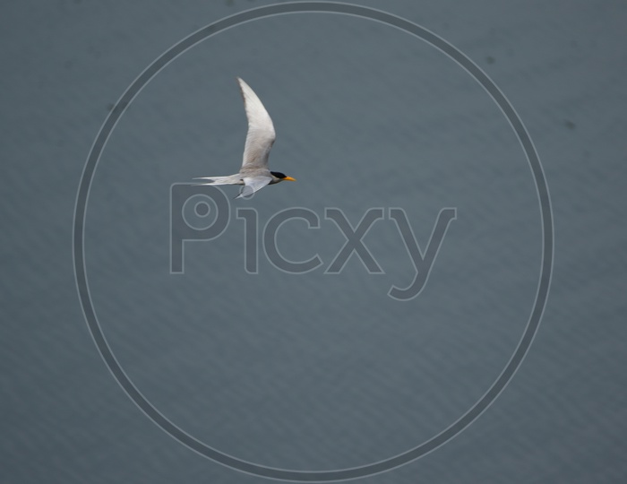 Image of River tern bird in flight at Parambikulam Tiger reserve ...