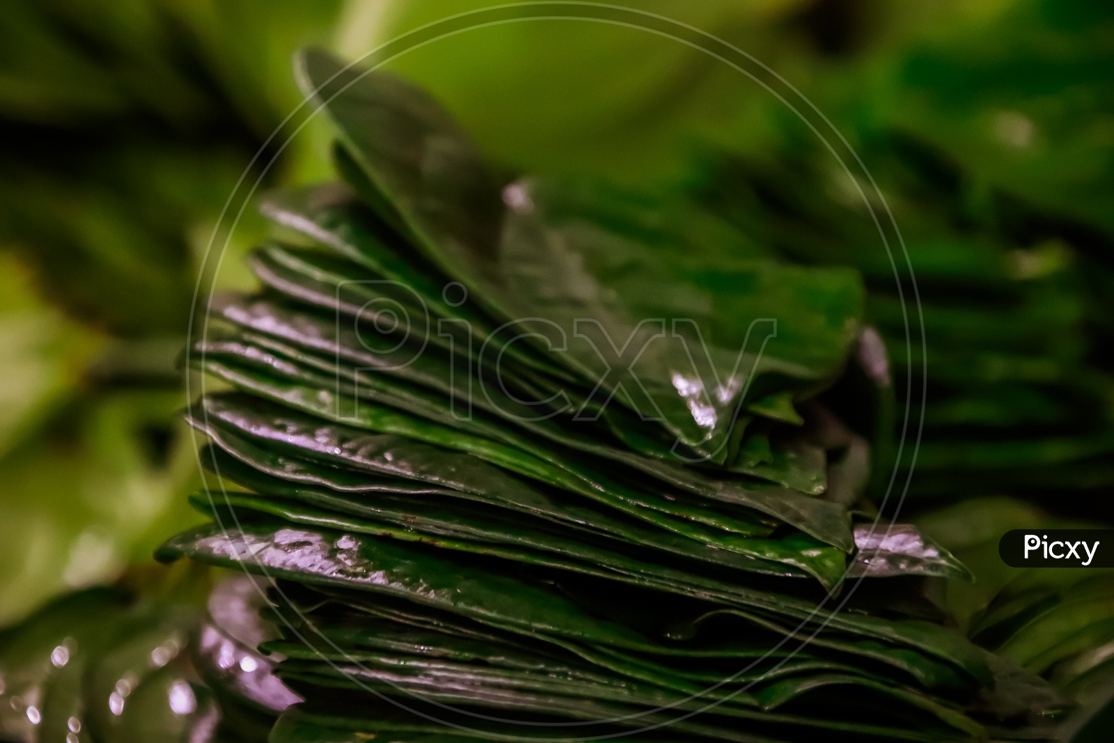 Image of Betel leaves/Pan Leaves-KM883854-Picxy