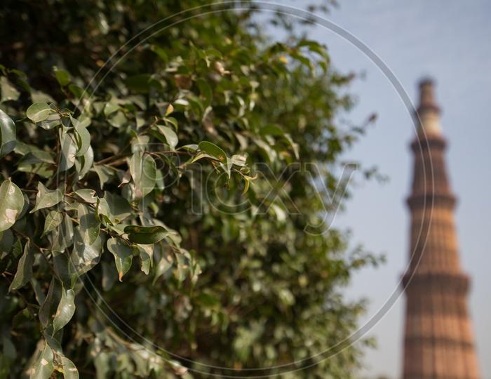 Image of Shami-Prosopis cineraria Bonsai plant-KZ920209-Picxy