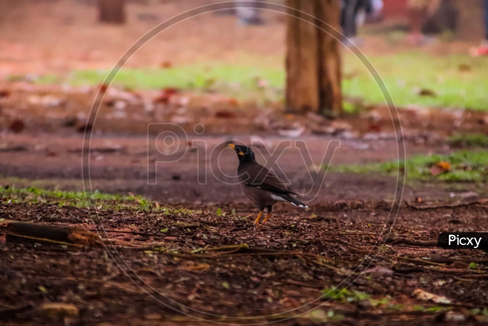 Image of Maina Bird-HL031254-Picxy