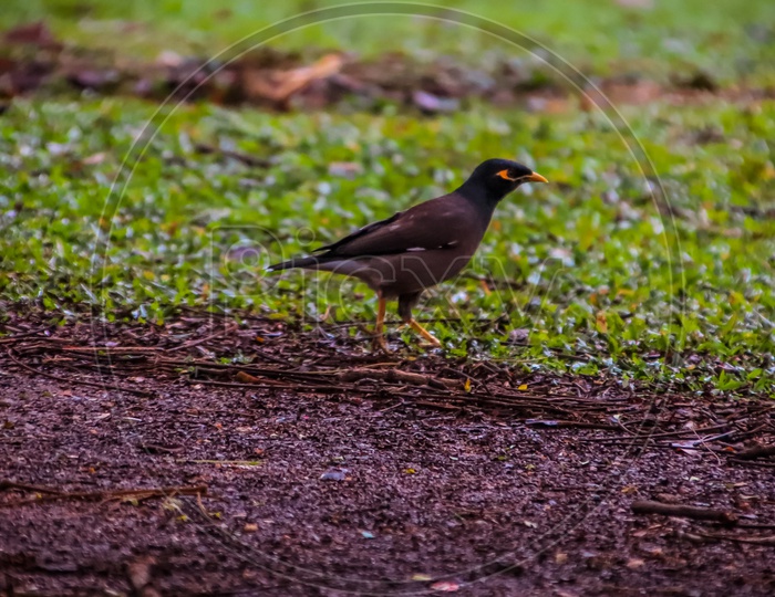 Image of Maina Bird-DJ803062-Picxy