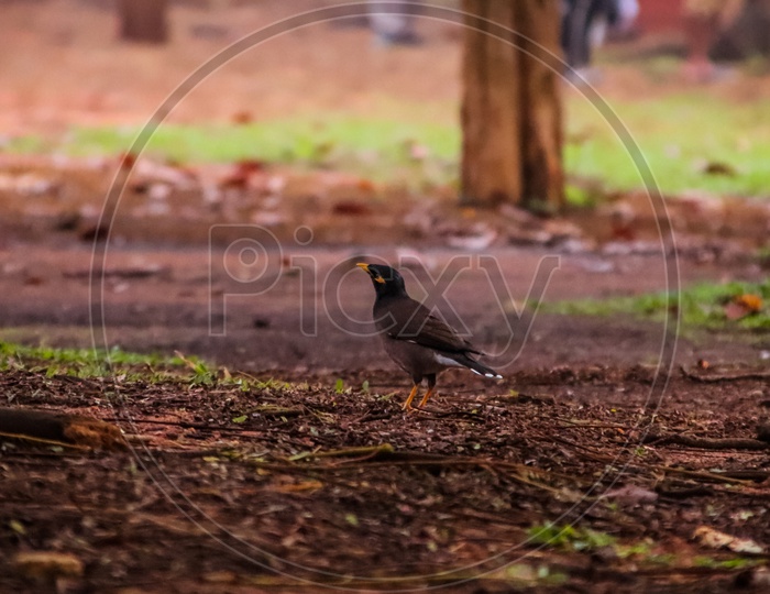 Image of Maina Bird-HL031254-Picxy