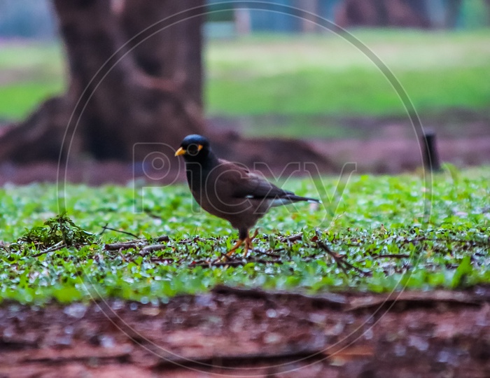 Image of Maina Bird-DJ803062-Picxy