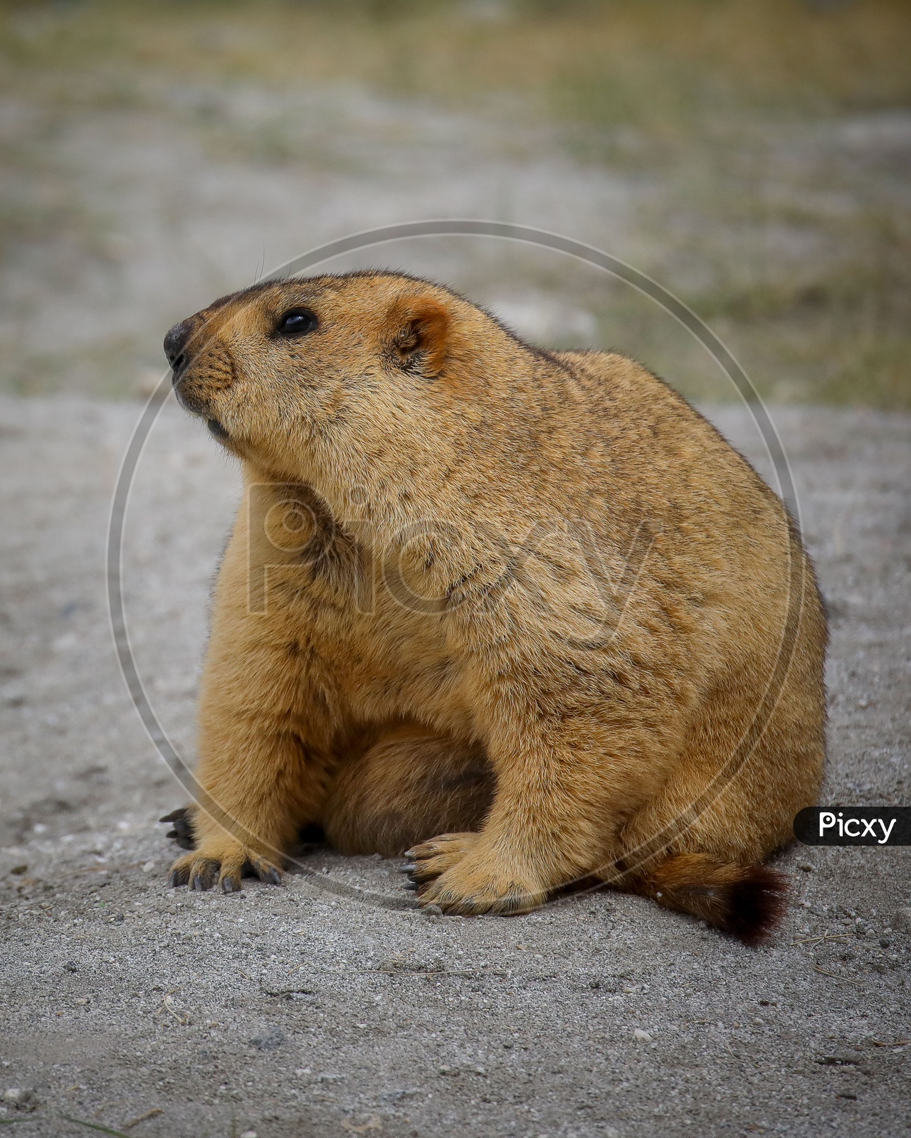 Image of Gopher-DI325108-Picxy