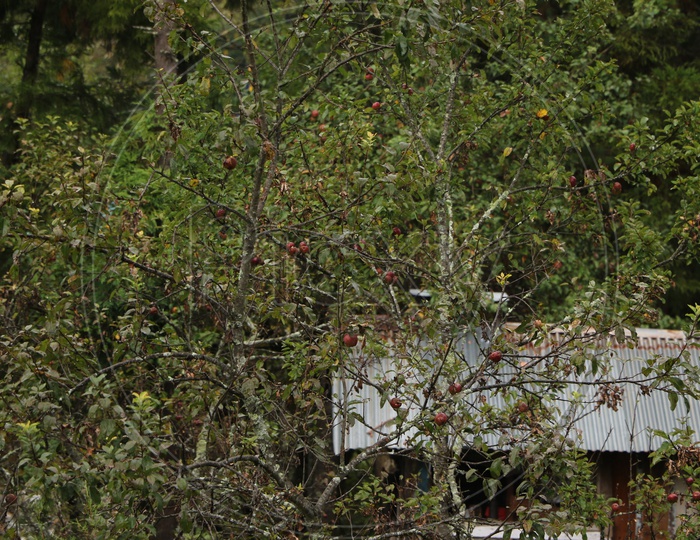Image of Apple tree in Sikkim-RM768693-Picxy