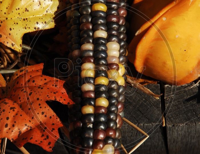 Image of Flint corn with multitude colours hanging onto a wall-QD058493 ...