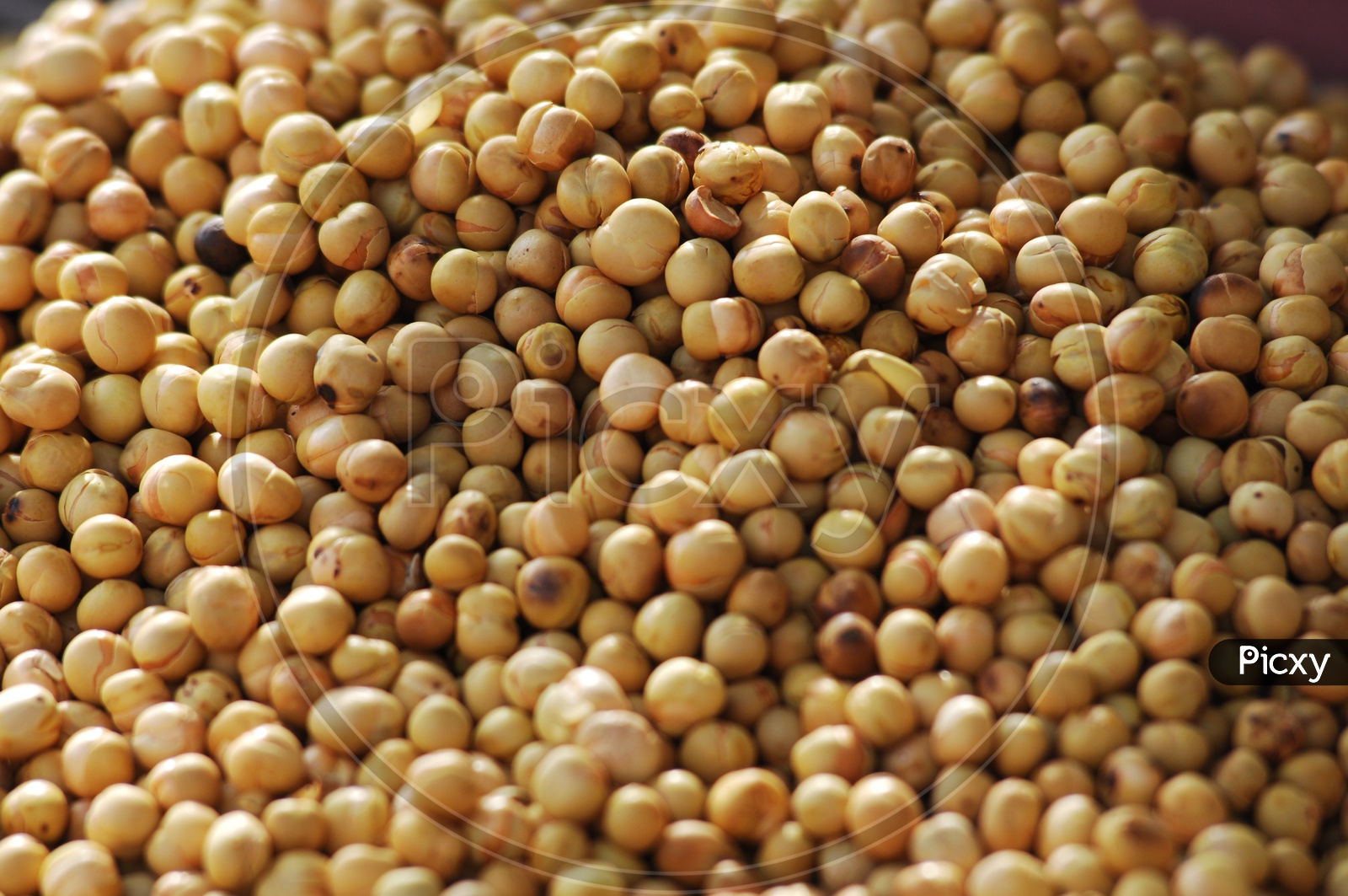 Image of Roasted Peas or Battani or Fried Gram-UZ445022-Picxy
