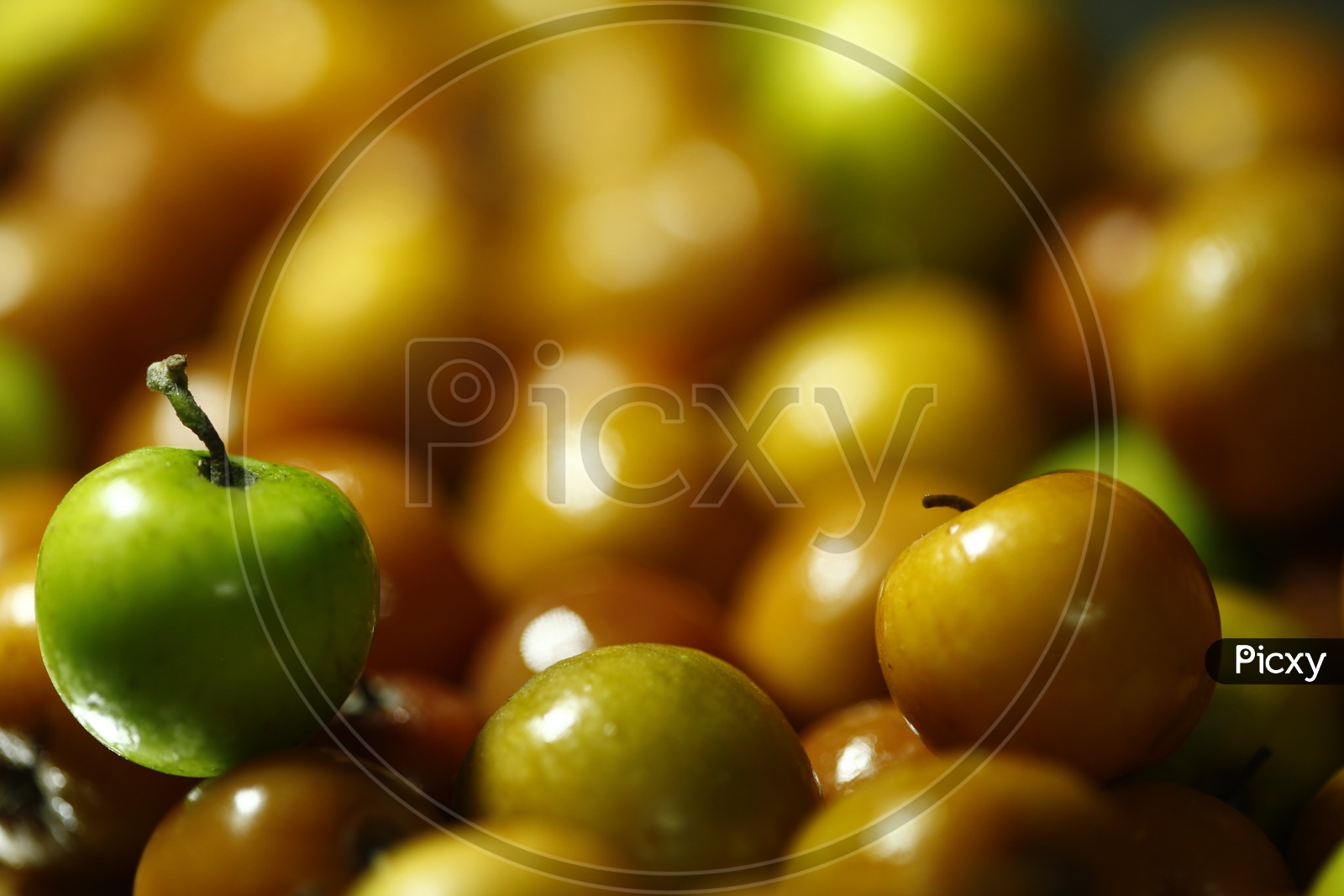 Image of Indian Plum or Ber or Chinee Apple or Indian Jujube or Masau ...