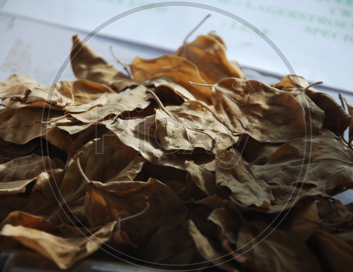 Image of Dried Leafs of a tree Closeup-PZ350428-Picxy