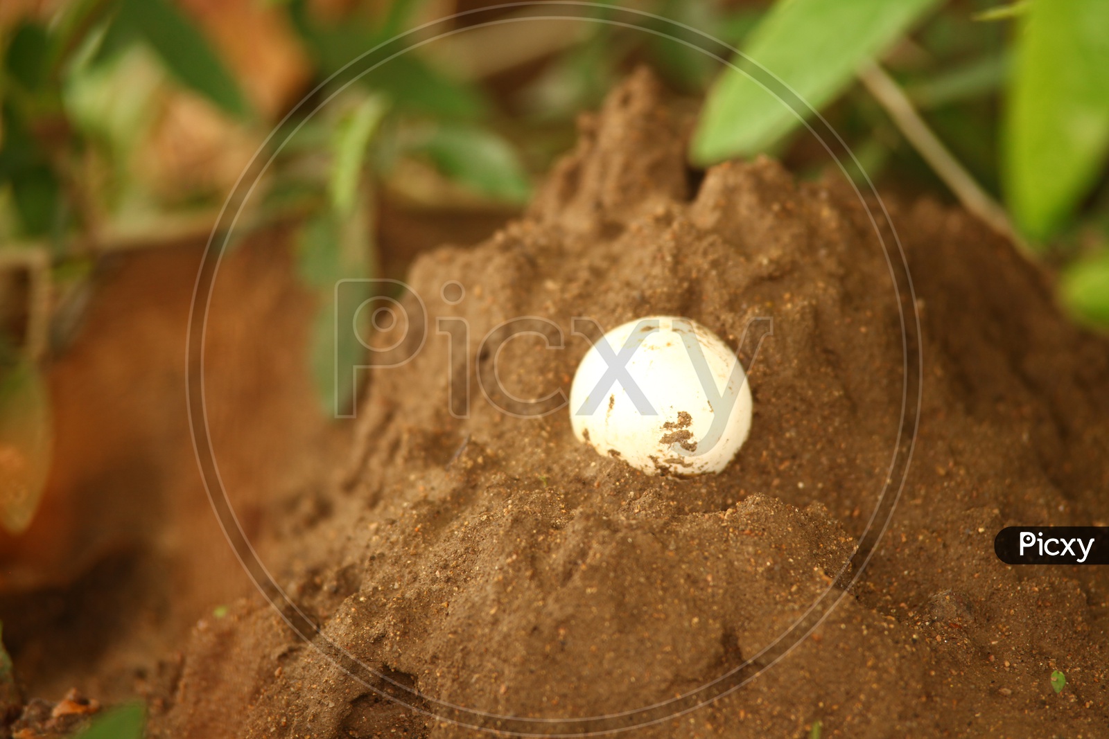 Image Of Egg In Mud Pj007959 Picxy