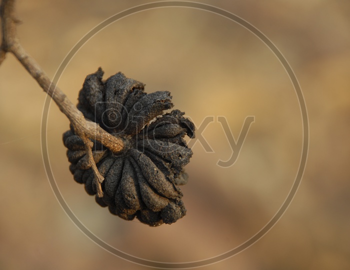 Image of Dried Dead Custard Apple-EU857846-Picxy