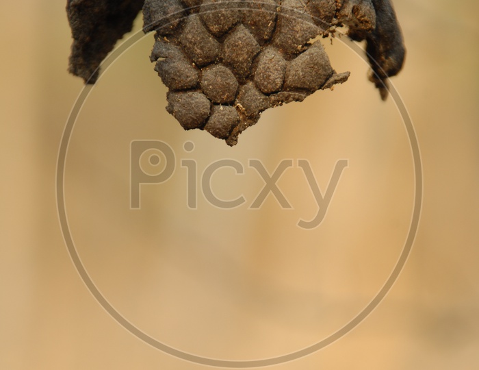 Image of Dried Dead Custard Apple-OP115837-Picxy