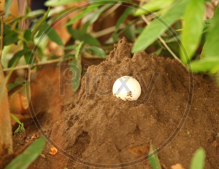 Image Of Egg In Mud Pj007959 Picxy