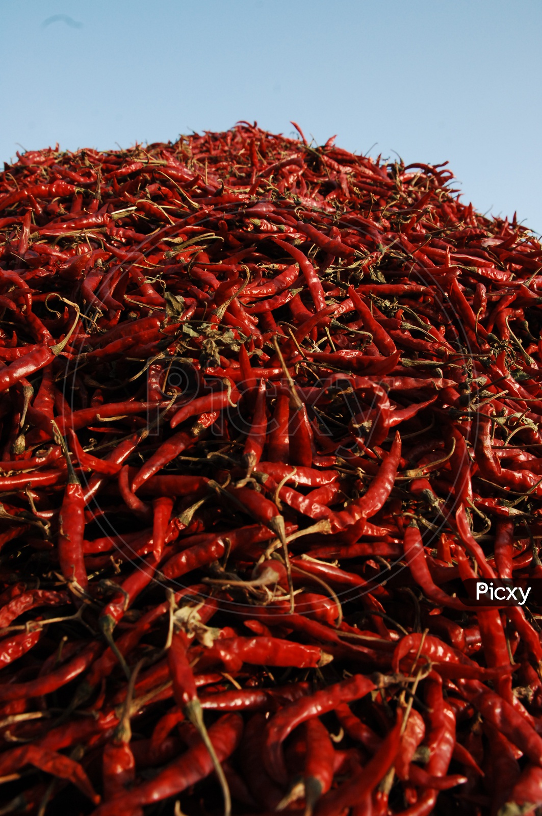Image of Dried Indian red Chillies or Guntur Mirchi-MQ229200-Picxy