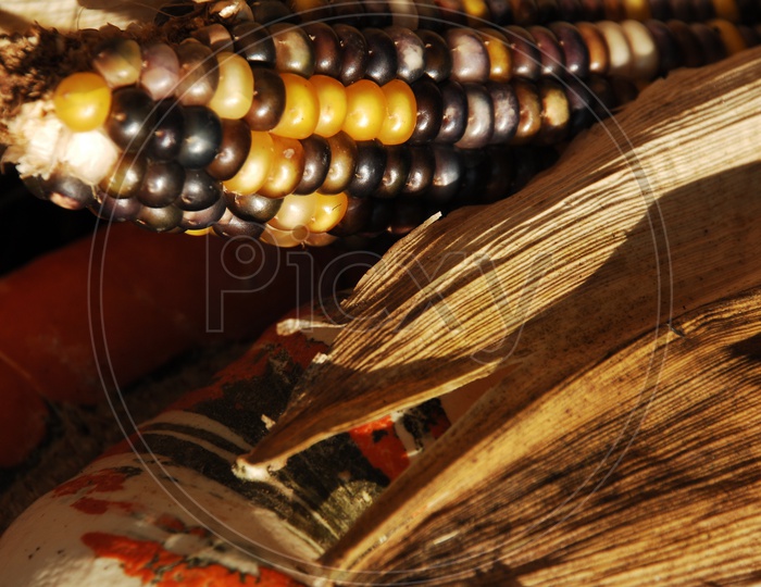 Image of Flint corn with multitude colours hanging onto a wall-QD058493 ...