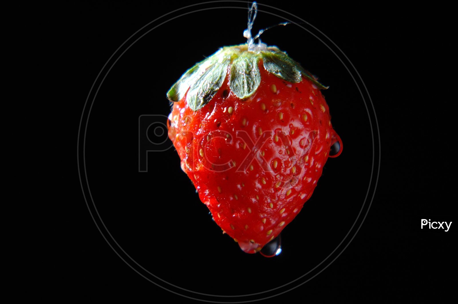 Image of Strawberry Fruit Studio shot-SF760800-Picxy